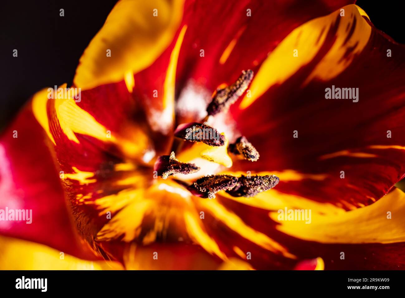 The inner part of a tulip flower with delicate striped red-yellow petals. Macro photo of tulip ...
