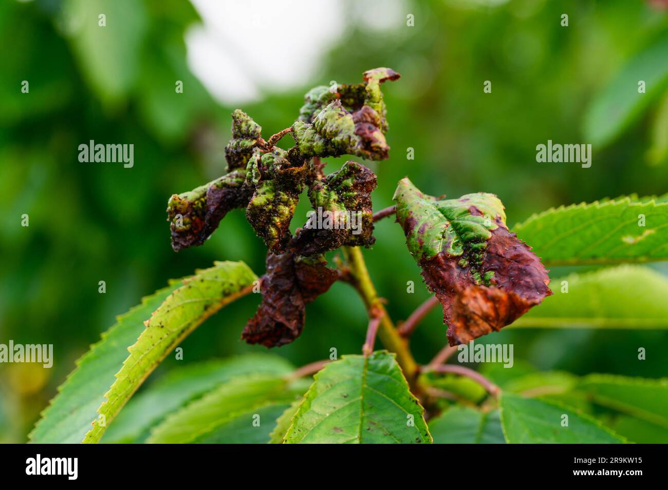 Cherry tree leaves infested with aphids. A lot of harmful aphids on ...