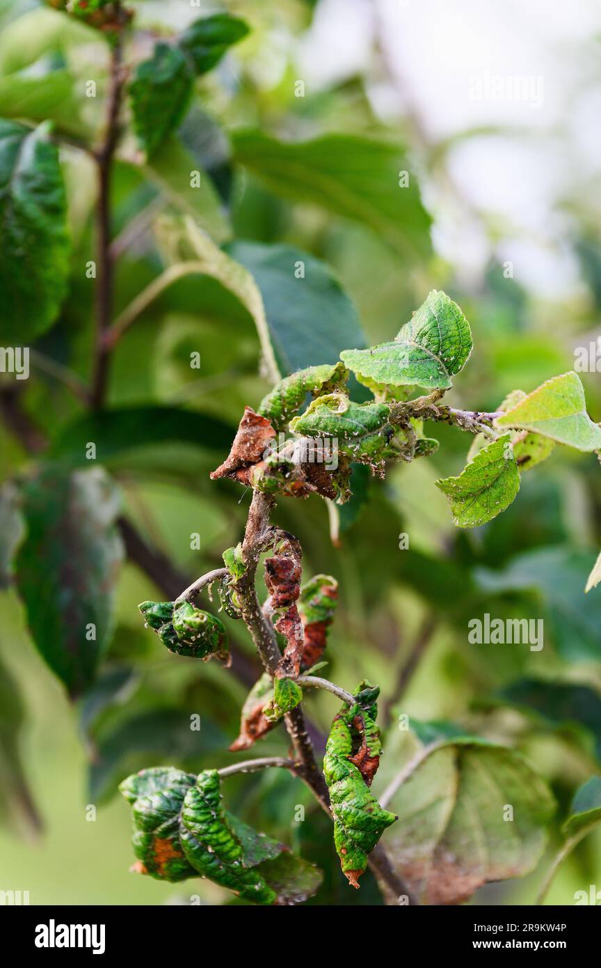 Apple tree leaves infested with aphids. A lot of harmful aphids on ...