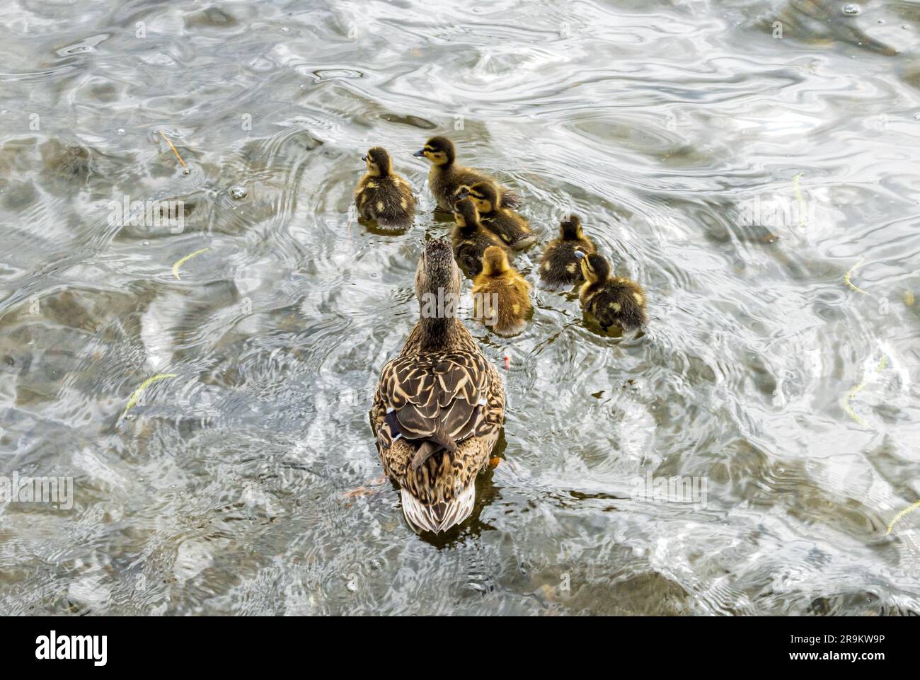 A mother duck swimming in a tranquil body of water, with her young ...