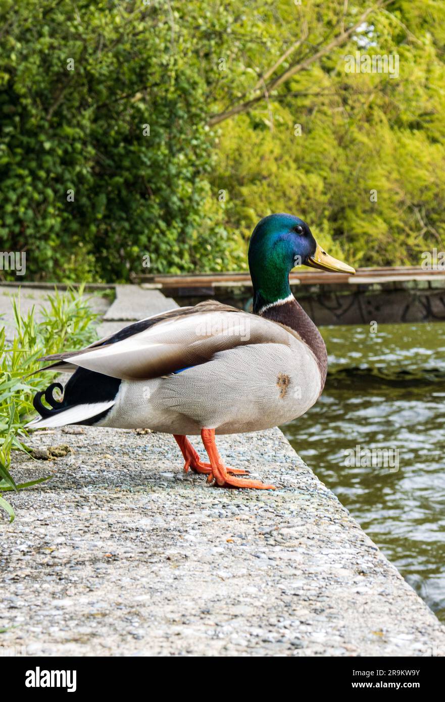An it crack duck perched on a stone wall gazing out at a body of water ...