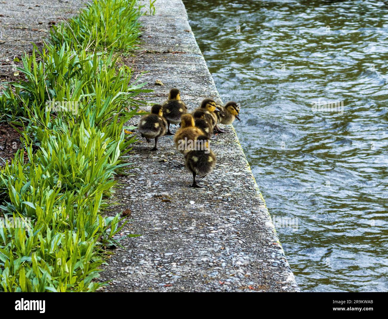Several little ducks ready to jump into the body of water Stock Photo ...