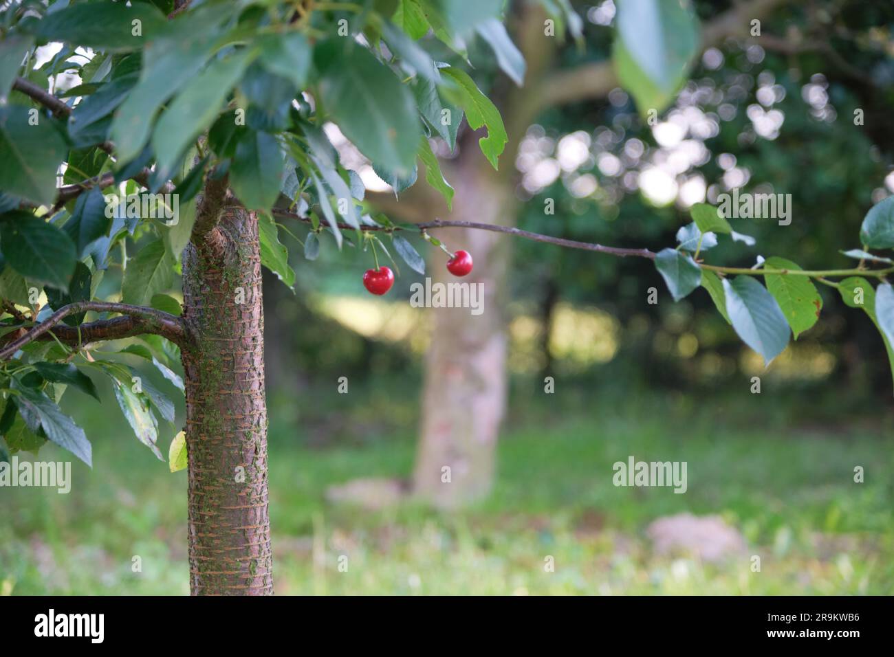 A lush green fruit tree with juicy, ripe cherry fruits dangling from ...