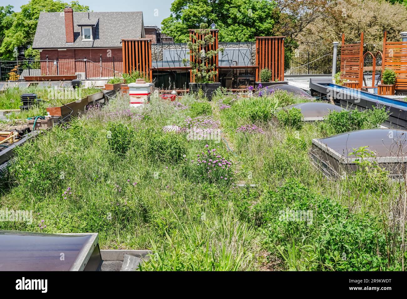 small community rooftop garden in Greek town, East York, Toronto ...