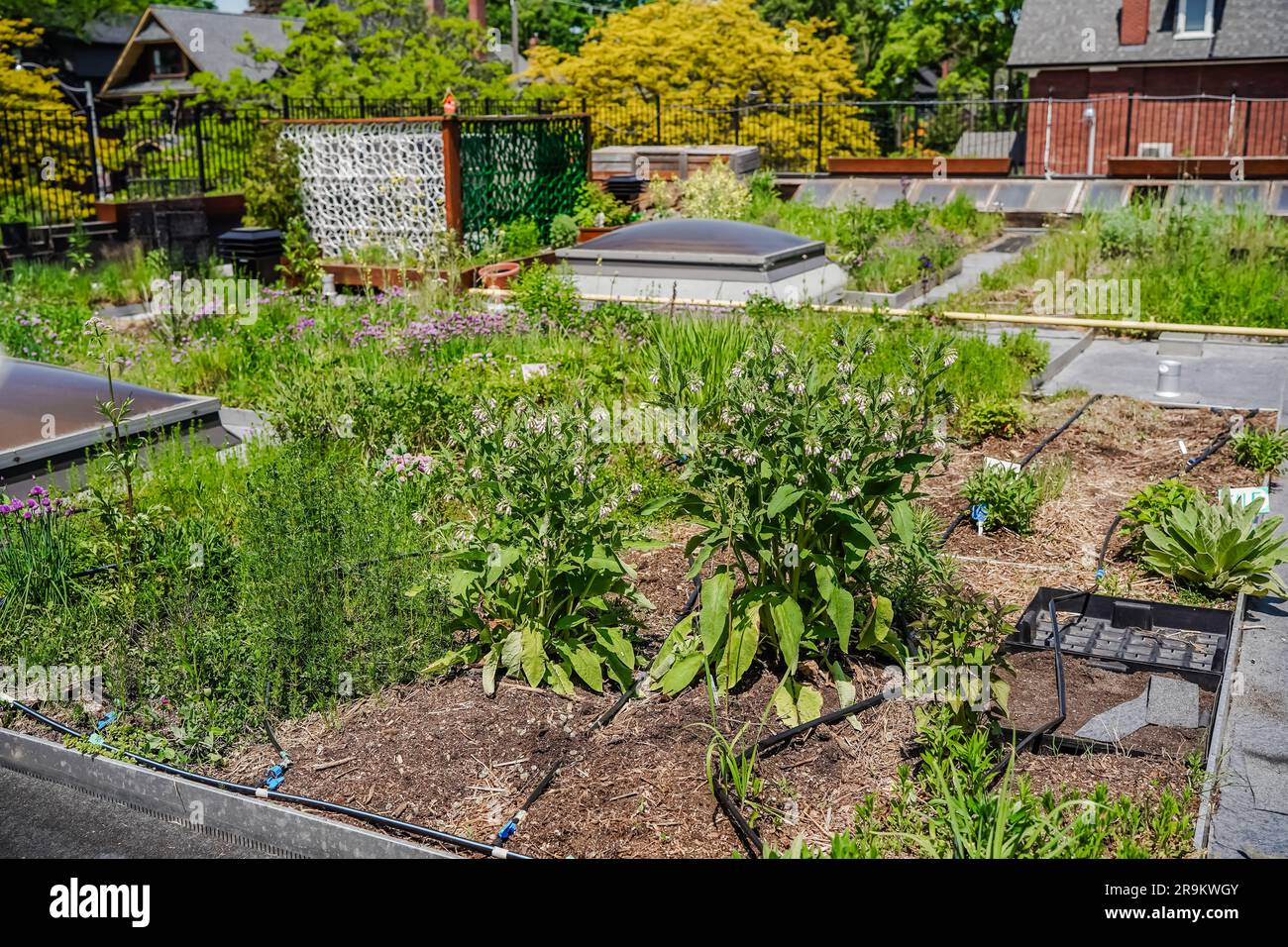 small community rooftop garden in Greek town, East York, Toronto ...