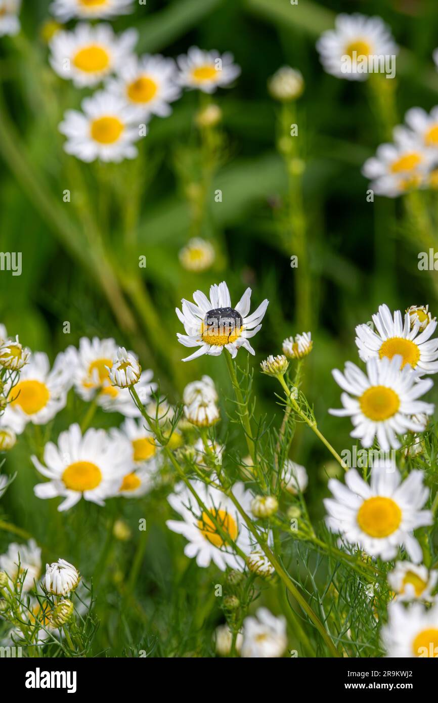 A white-spotted rose beetle (Oxythyrea funesta) on chamomile flowers ...