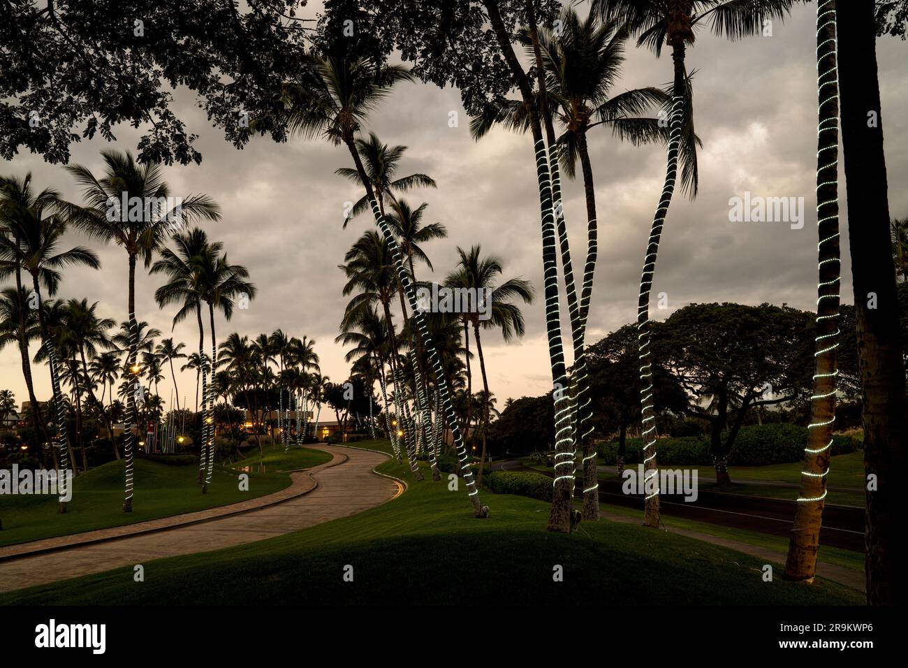 Christmas lights on palm trees. Hawaii Stock Photo - Alamy