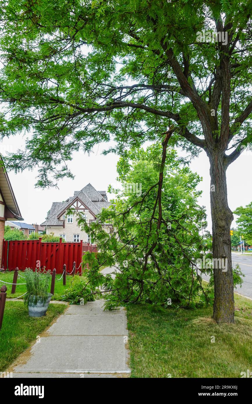Broken tree branch hi-res stock photography and images - Alamy