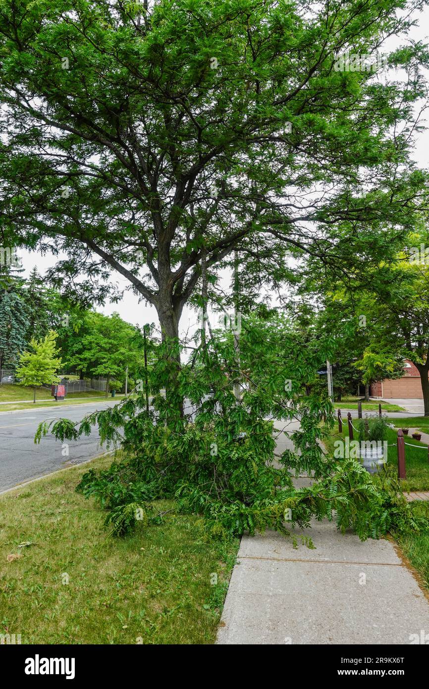 A broken tree branch blocking the path way Stock Photo - Alamy