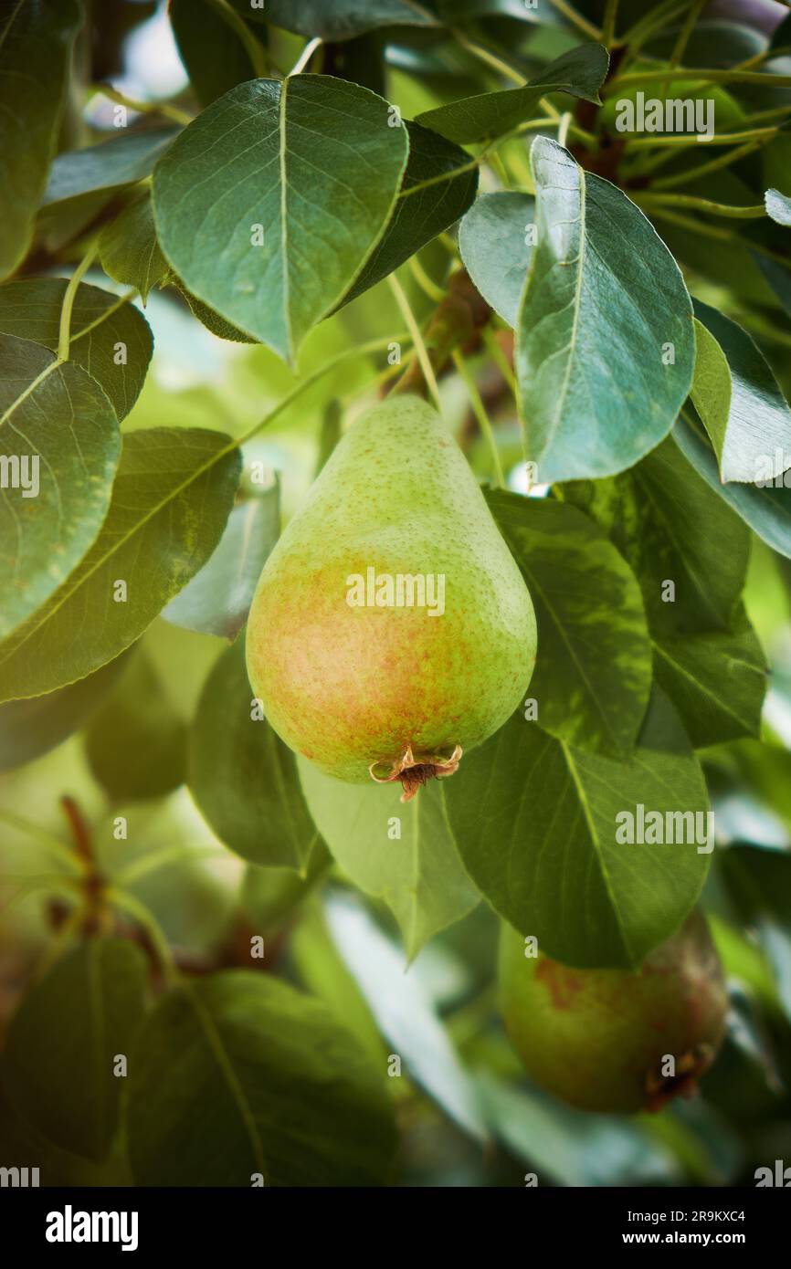 Pear fruit hanging from a tree Stock Photo - Alamy