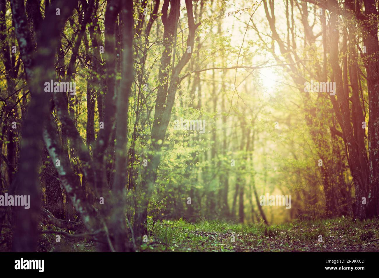Colorful sunlight in wilderness forest Stock Photo - Alamy
