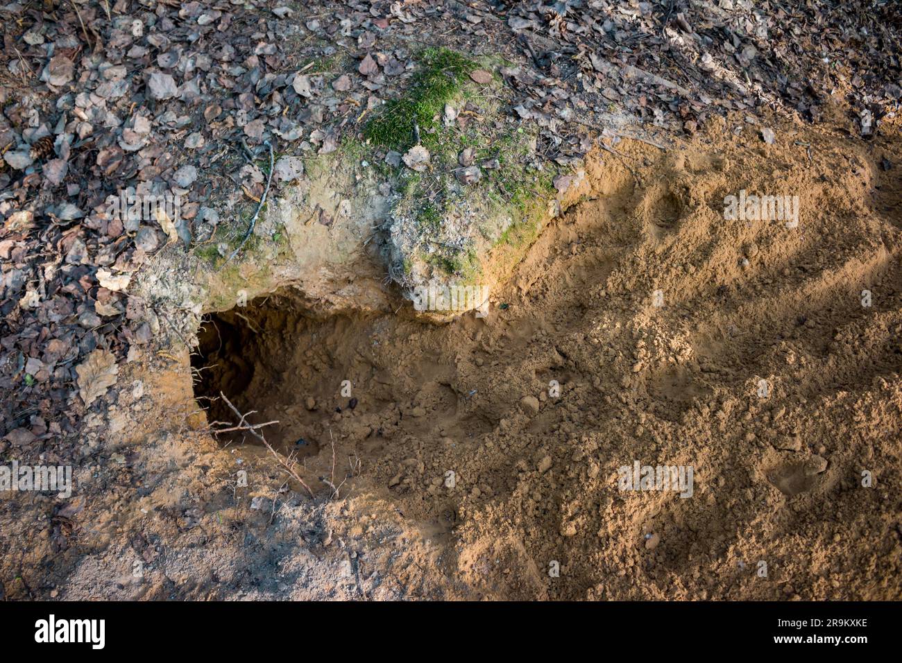 Sand thrown out of a fox hole in a wild forest Stock Photo - Alamy