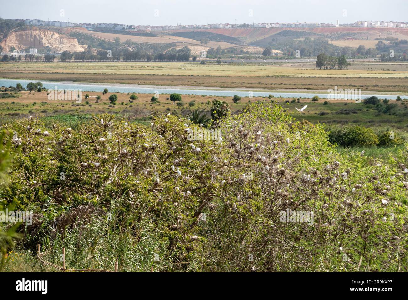 Many stork nests in the floodplain of Bouregreg river in Rabat, Morocco ...