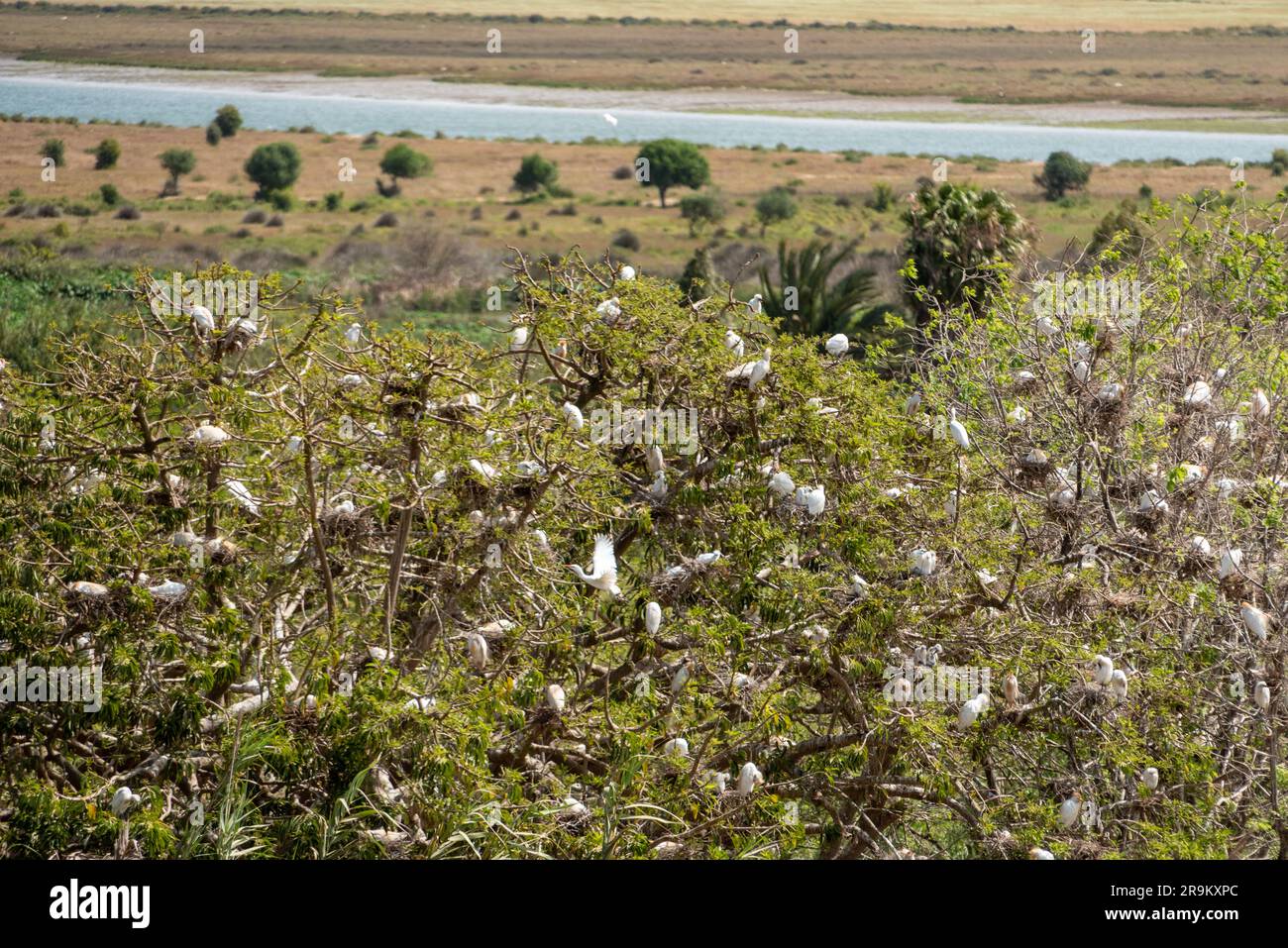 Many stork nests in the floodplain of Bouregreg river in Rabat, Morocco ...
