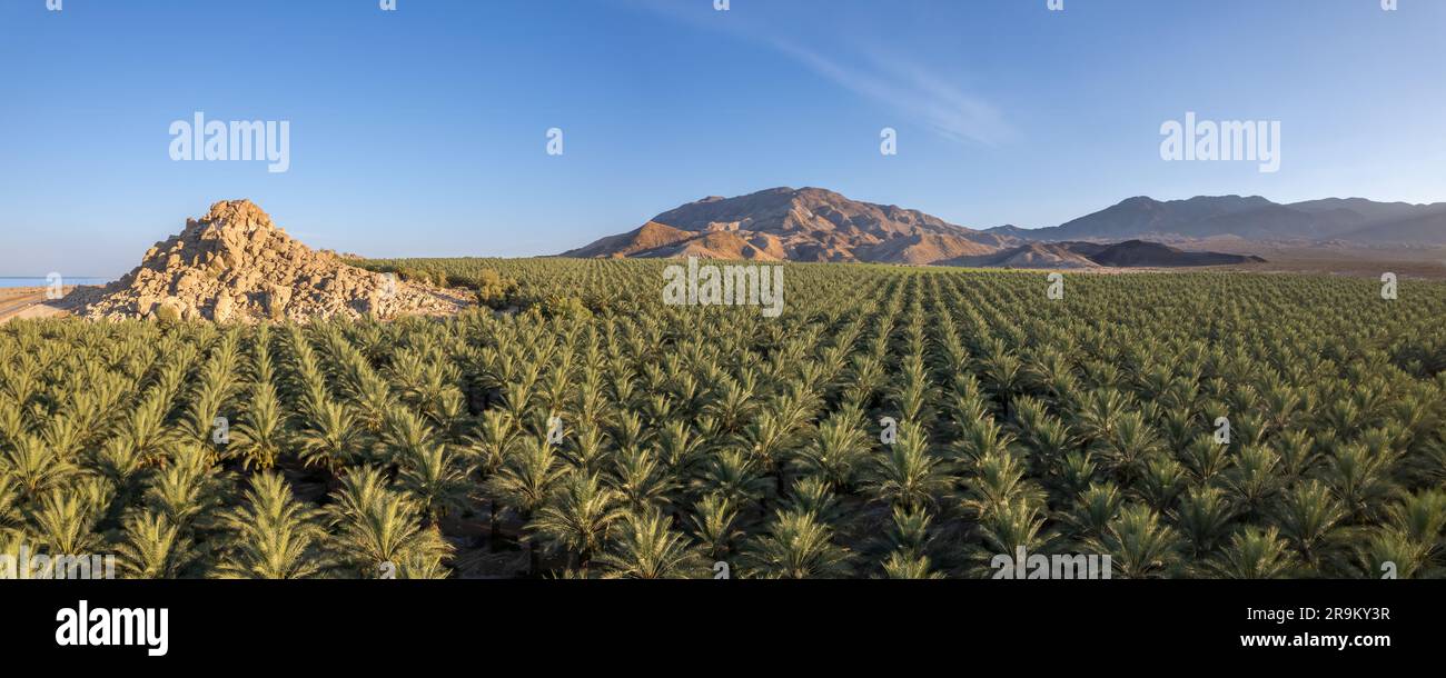 Farming coachella valley tree hi-res stock photography and images - Alamy