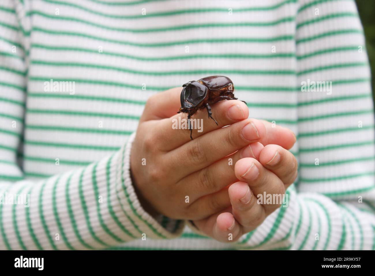 Insect communication hi-res stock photography and images - Alamy