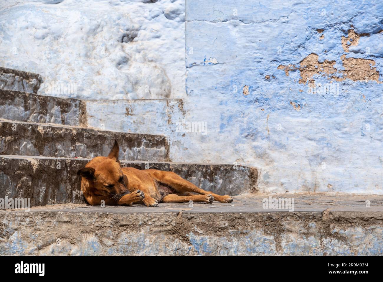 A dog in an alley of blue colored downtown of Chefchaouen, Morocco ...