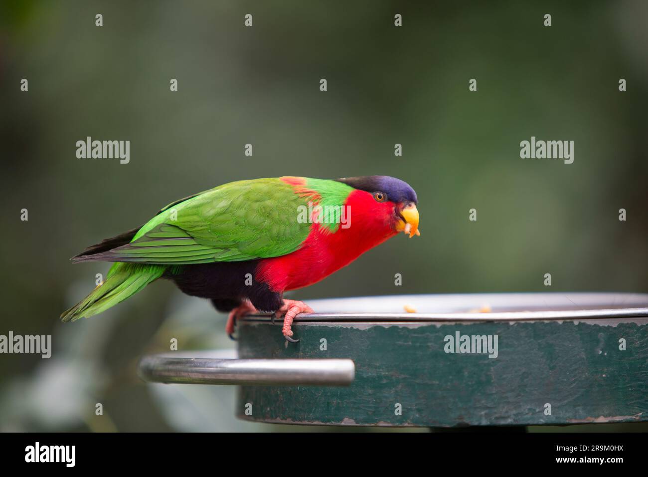Collared Lory eating a grub during feeding time Stock Photo - Alamy