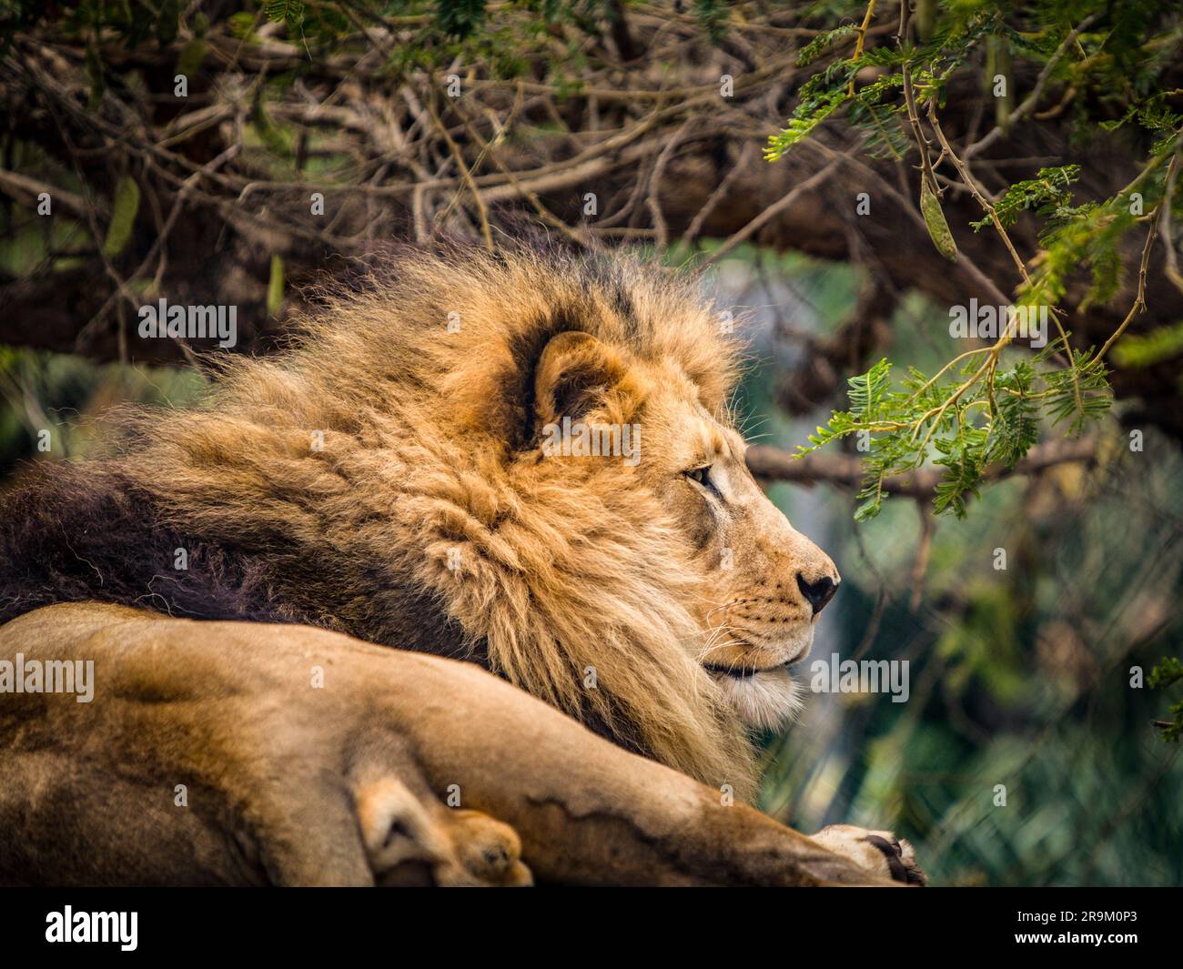 A Male Lion resting under a tree Stock Photo - Alamy
