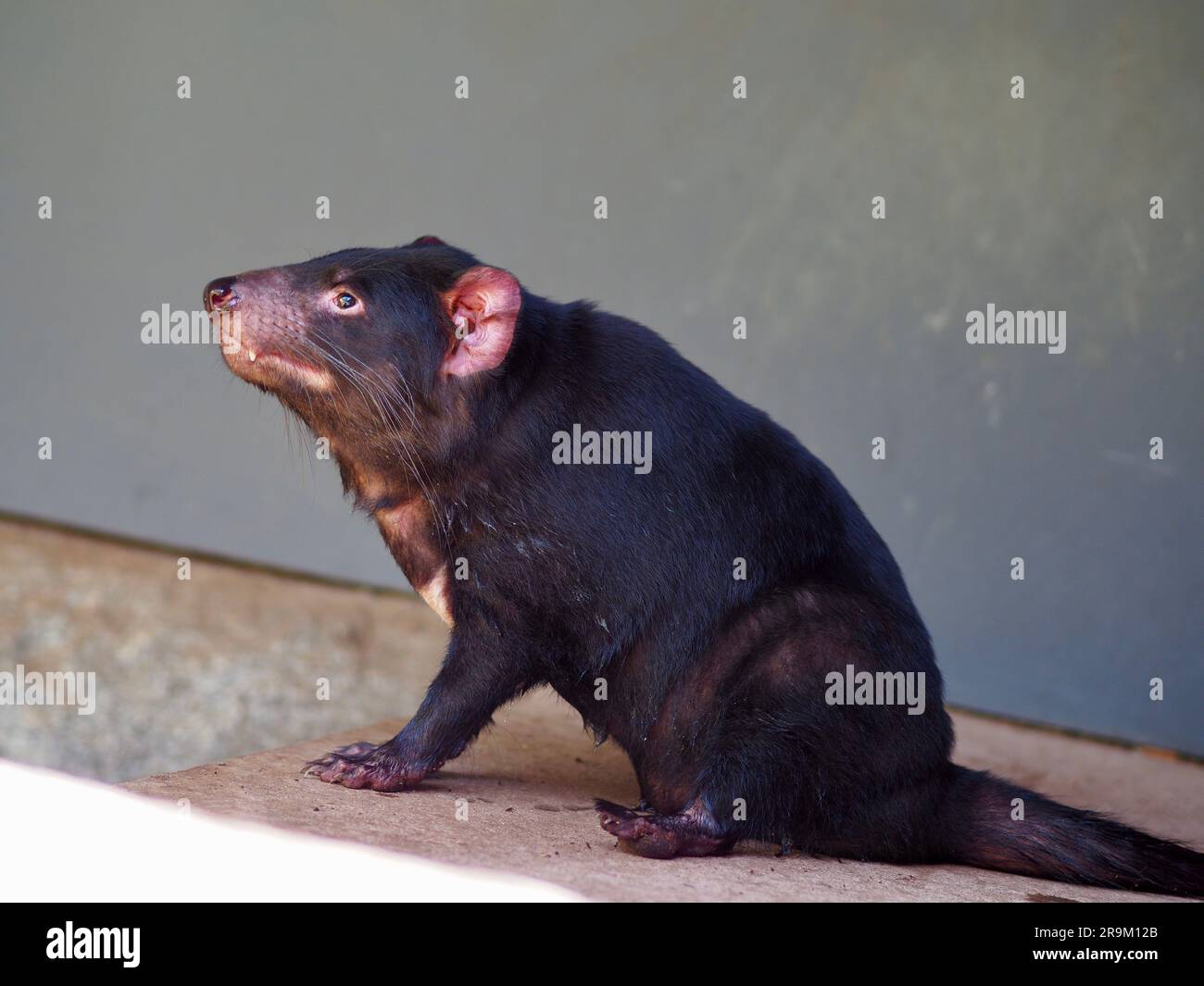 Extremely loud screech hi-res stock photography and images - Alamy