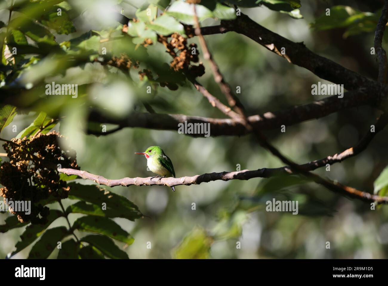 Jamaican tody (Todus todus), one of the smallest birds in the world ...