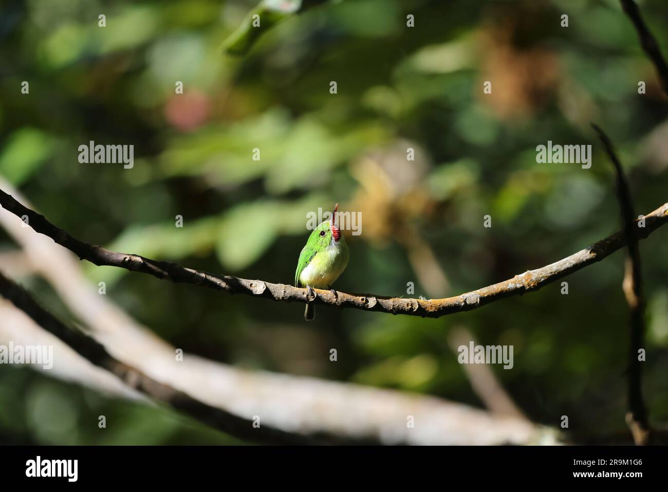 Jamaican tody (Todus todus), one of the smallest birds in the world ...