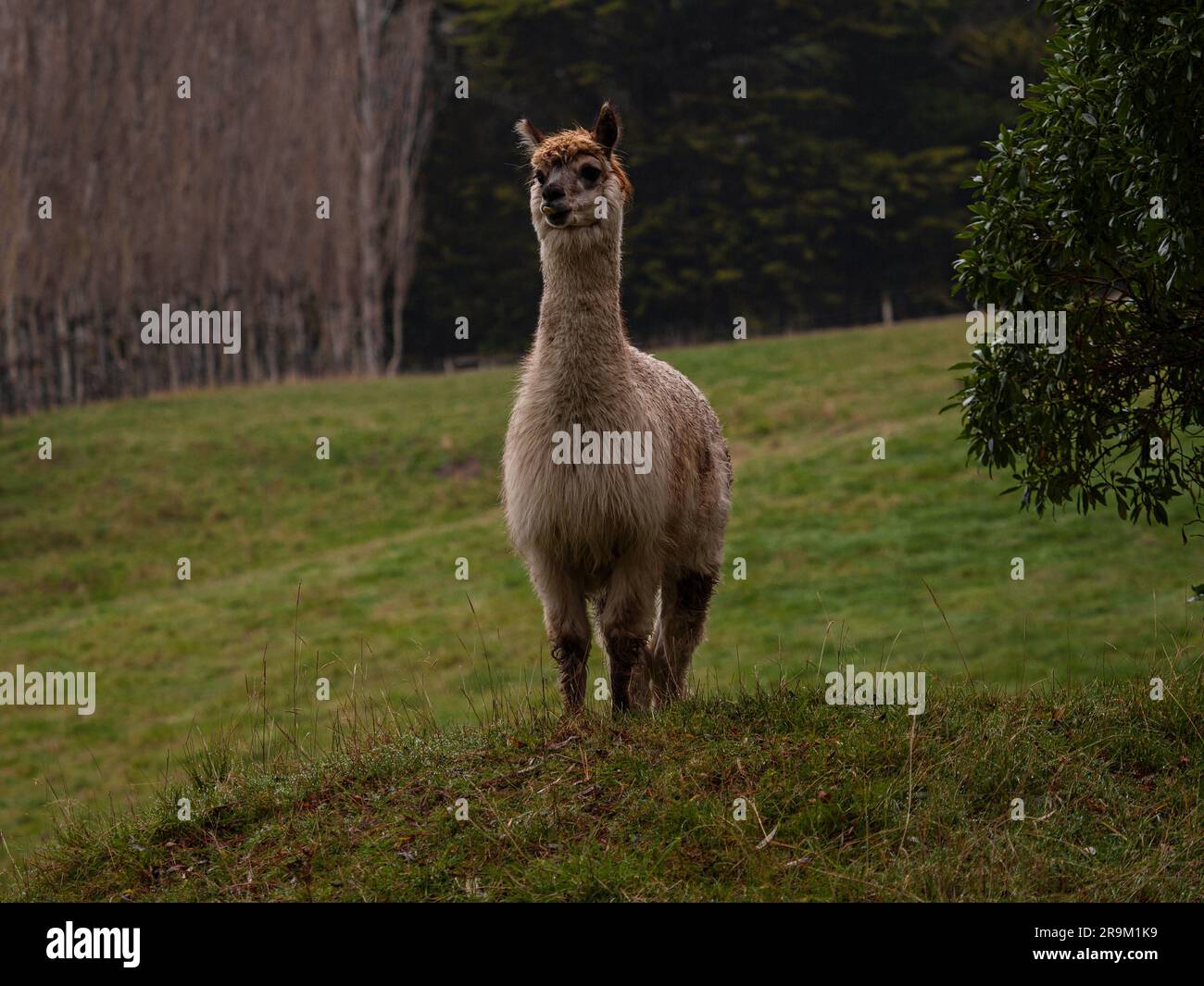 A goofy light brown colored alpaca farm animal with wet dirty fur and ...