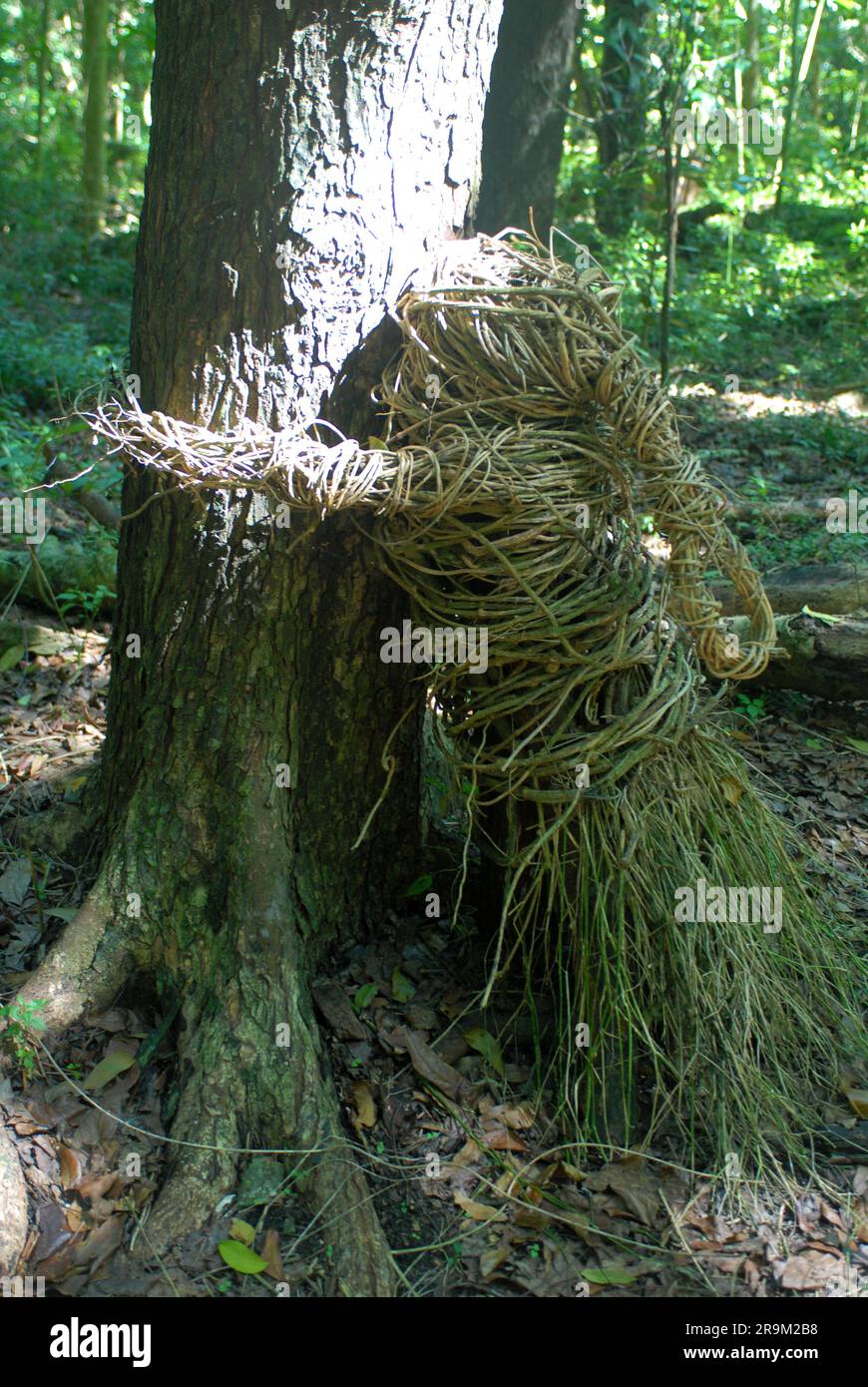 Woven Figure hugging a tree, SIgatoka Sand Dunes National Park, Fiji ...
