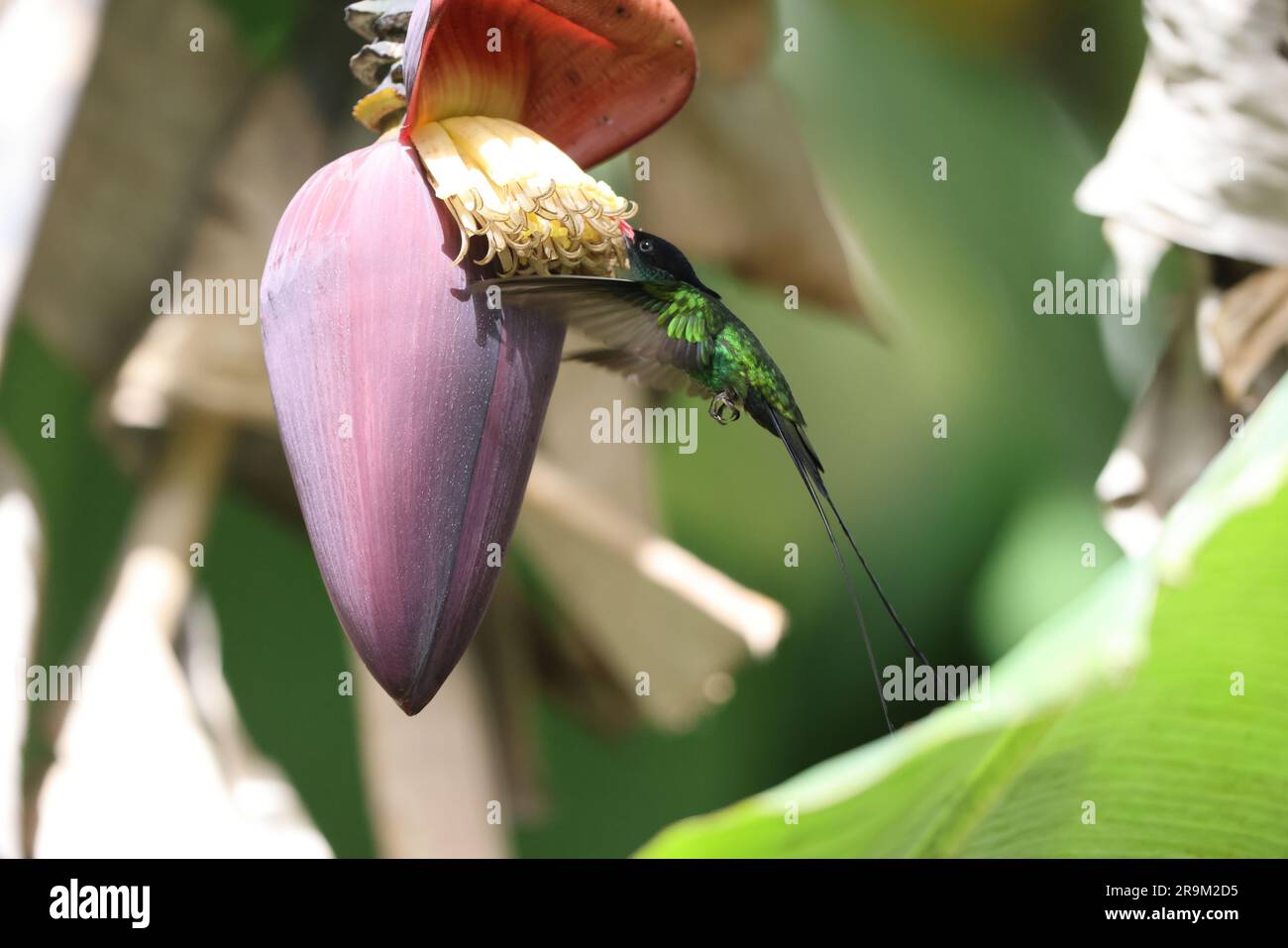 Red-billed streamertail (Trochilus polytmus) in Jamaica Stock Photo - Alamy