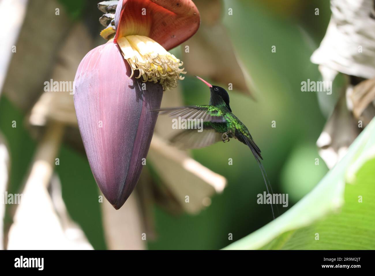 Red-billed streamertail (Trochilus polytmus) in Jamaica Stock Photo - Alamy