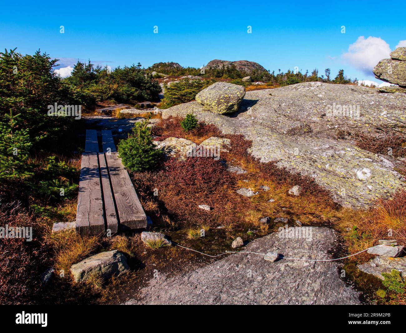 A blue sky shines over a wooden walkboard that crosses the withered ...