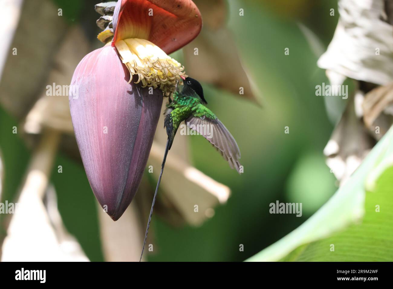 Red-billed streamertail (Trochilus polytmus) in Jamaica Stock Photo - Alamy