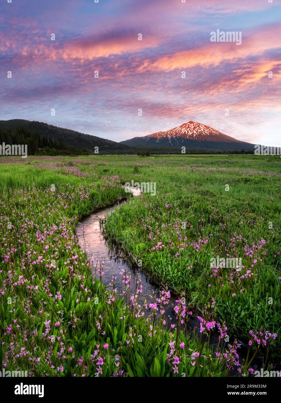 Stream and shooting star wildflowers and sunset central oregon cascades ...