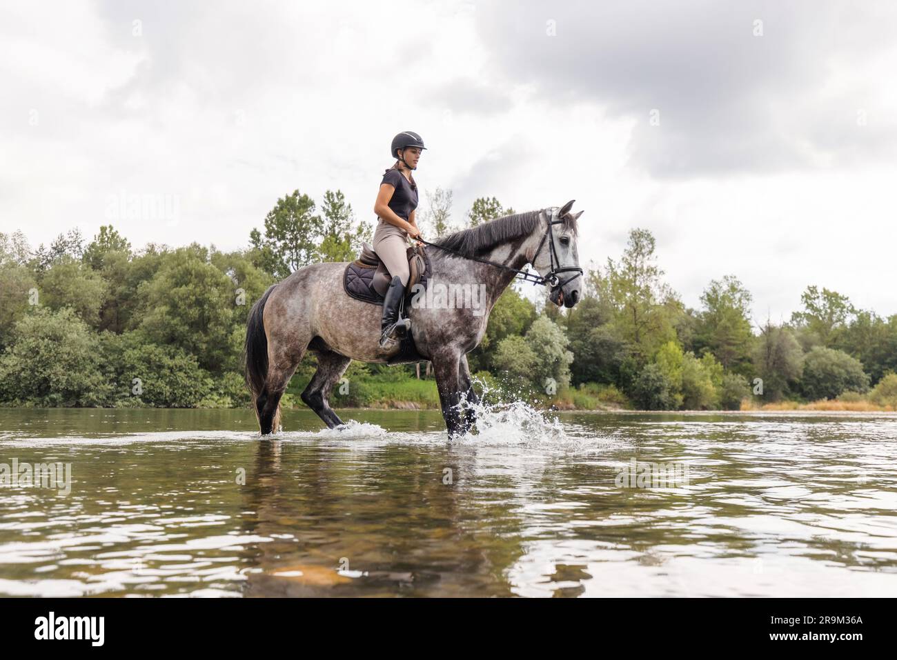 Front view of a beautiful dapple gray horse with a female jockey ...