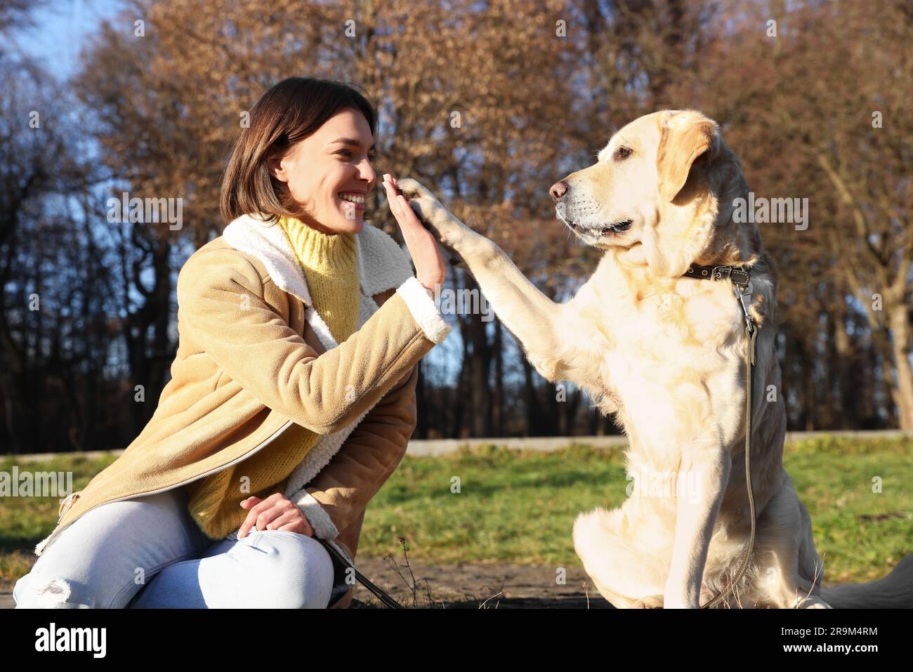 Labrador giving paw hi-res stock photography and images - Alamy