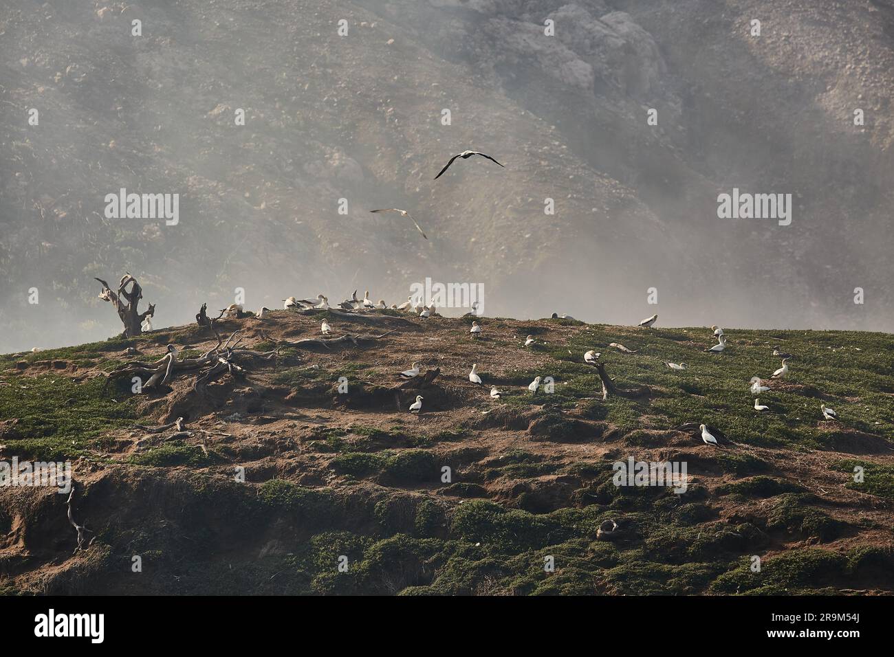White Island Bird Colony Stock Photo - Alamy