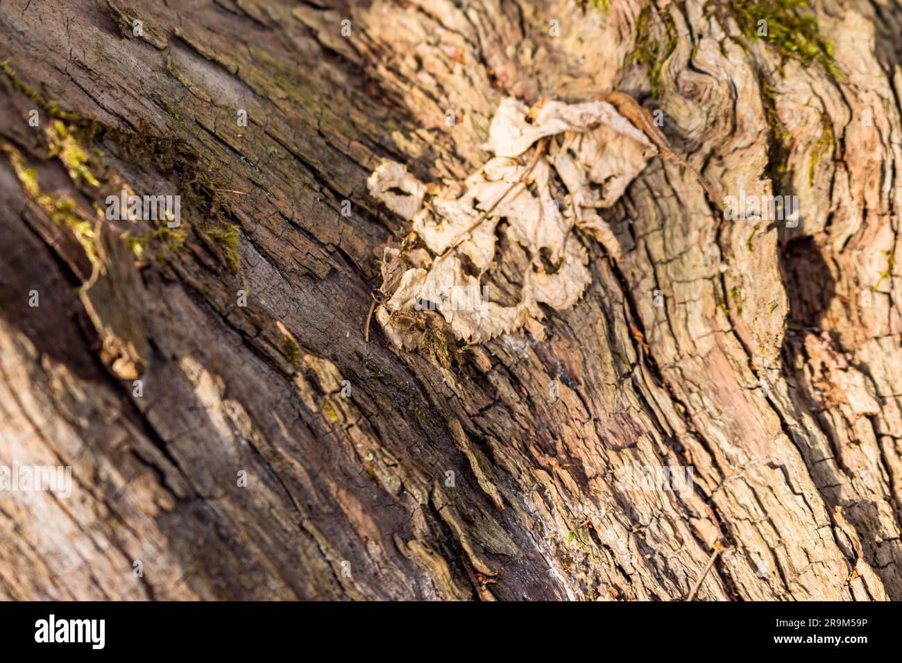 Texture of dry old tree in the forest closeup Stock Photo - Alamy