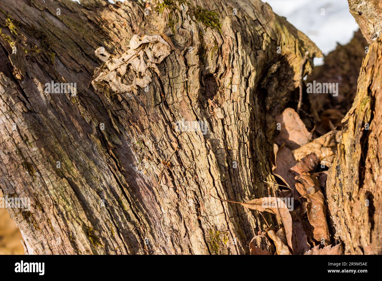 Texture fibrous bark old hi-res stock photography and images - Alamy