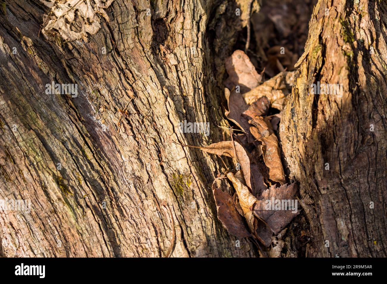 Texture of dry old tree in the forest closeup Stock Photo - Alamy
