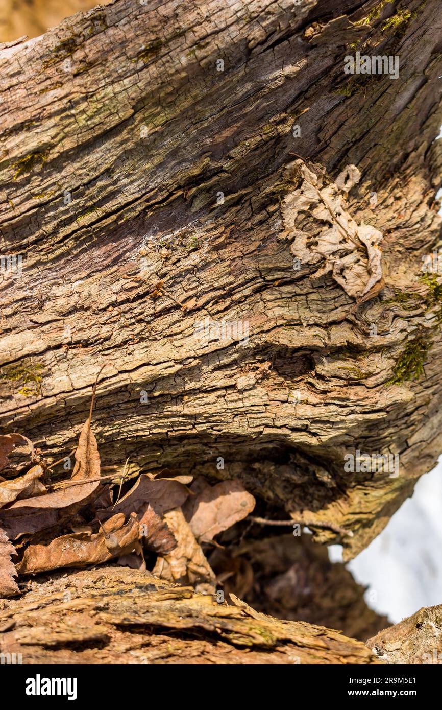 Texture of dry old tree in the forest closeup, vertical view Stock ...