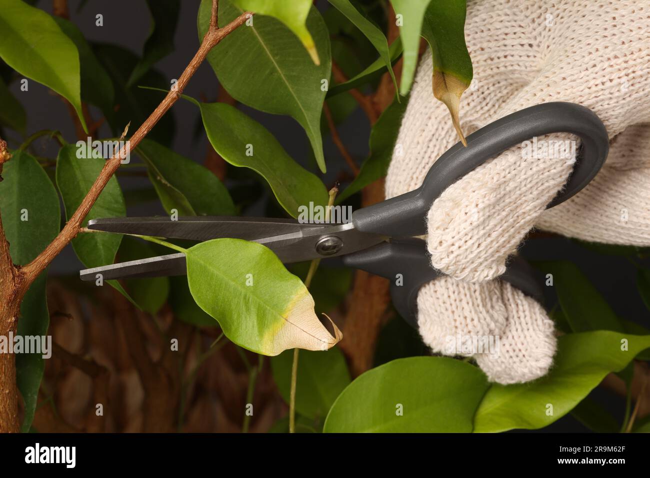 Fig leaf woman hi-res stock photography and images - Alamy