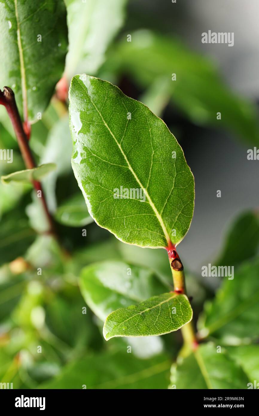 Bay tree with green leaves growing on light grey background, closeup ...