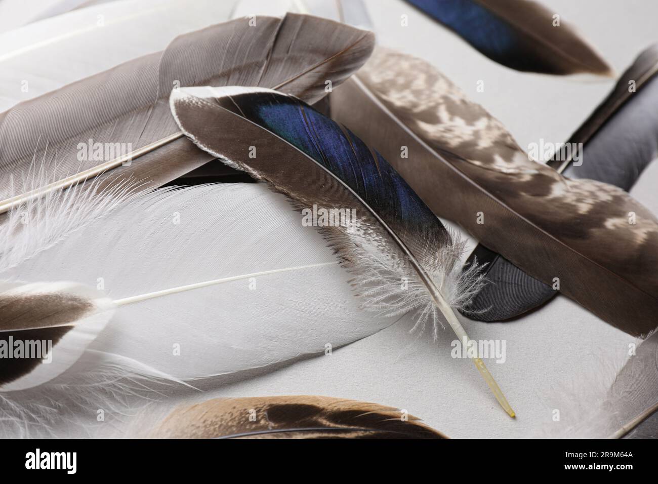 Many different bird feathers on white background, closeup Stock Photo ...