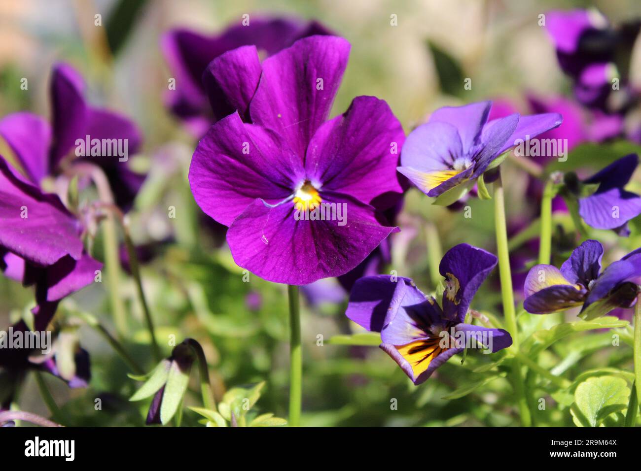 Gerden flower hi-res stock photography and images - Alamy