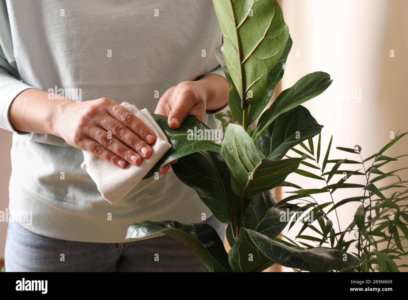 Woman wiping houseplant's leaves with cloth indoors, closeup Stock ...