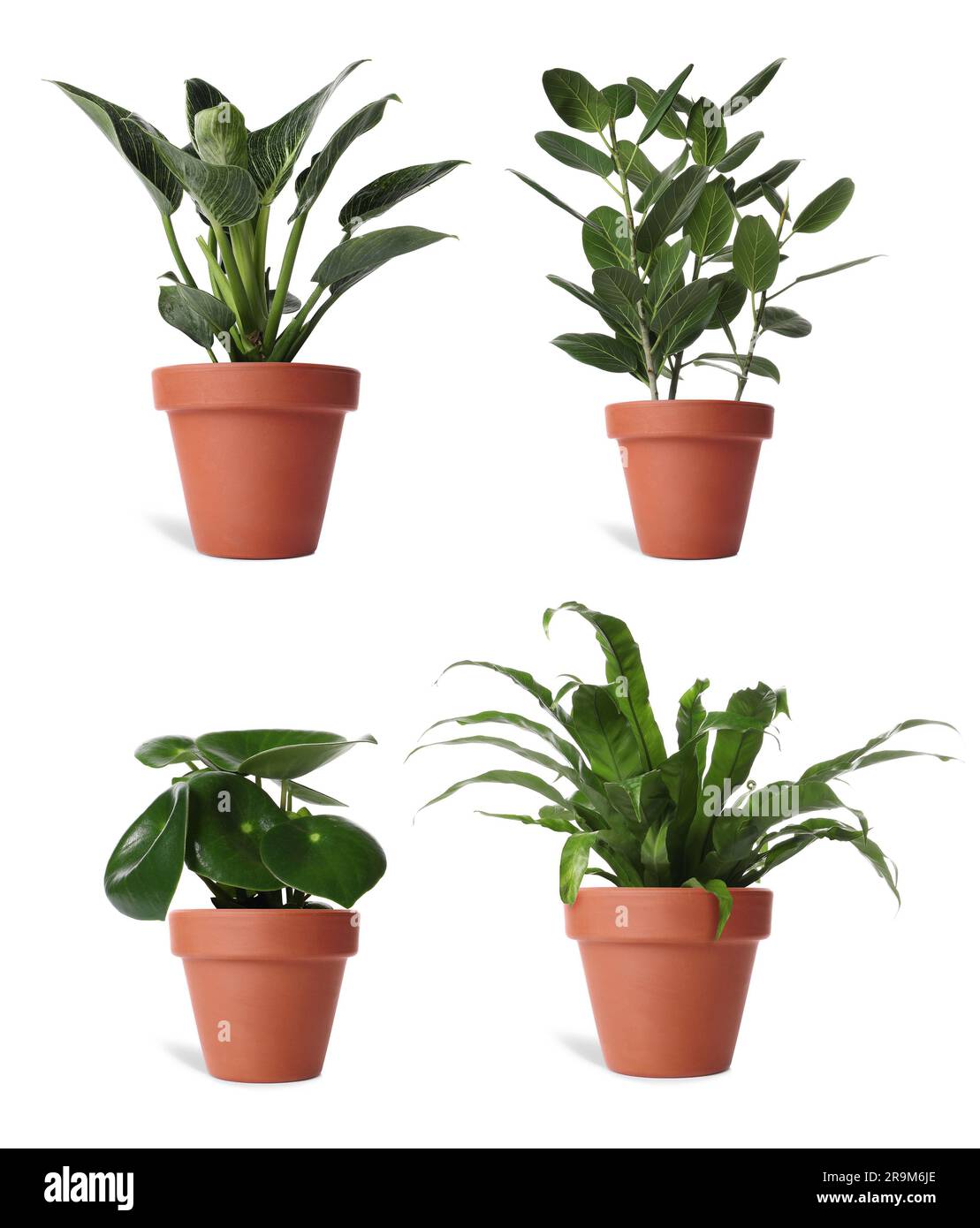 Collage with different potted plants on white background. House decor ...