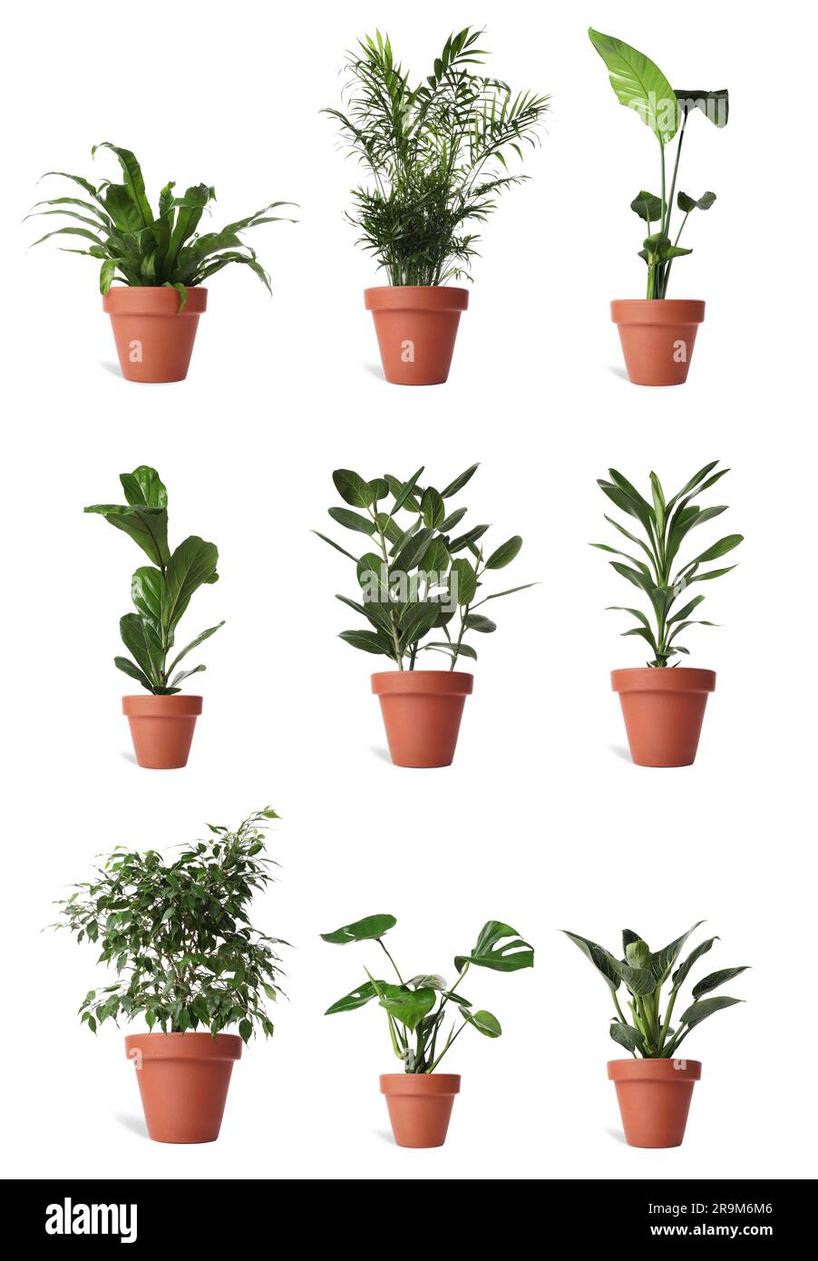 Collage with different potted plants on white background. House decor ...