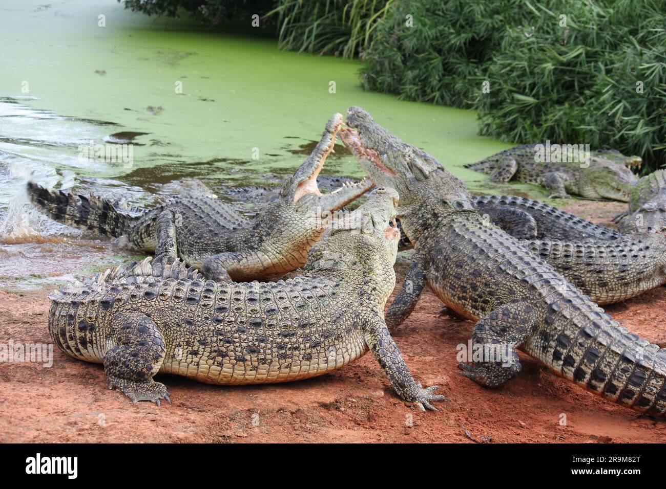Danger croc hi-res stock photography and images - Alamy