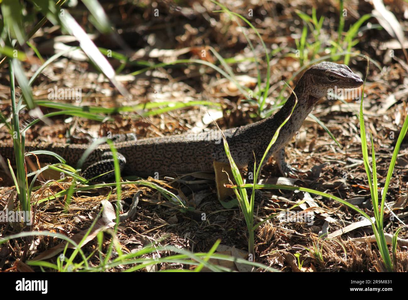 World best reptile photography hi-res stock photography and images - Alamy