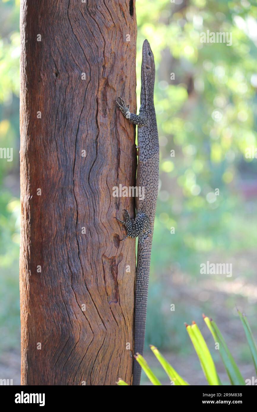 World best reptile photography hi-res stock photography and images - Alamy